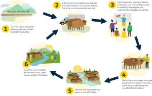 Buffalo Project – Cote First Nation